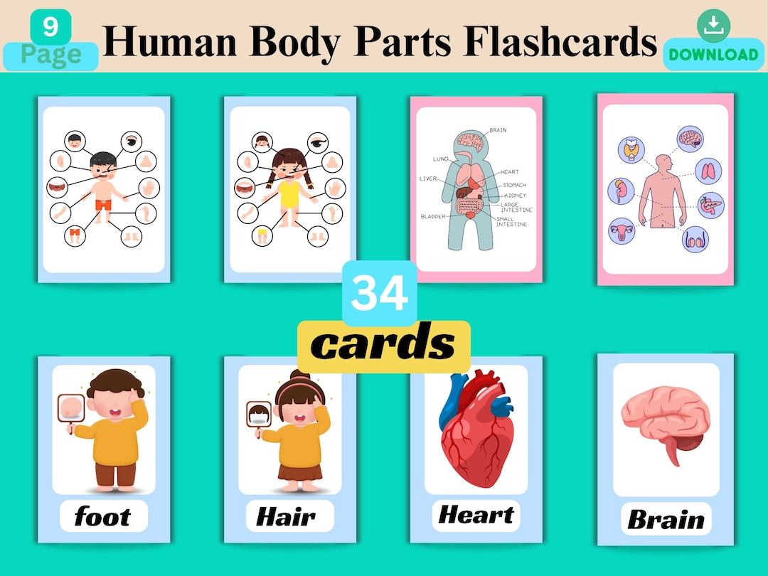 Human Body Parts Flashcards for Kids | Printable Anatomy Cards ...