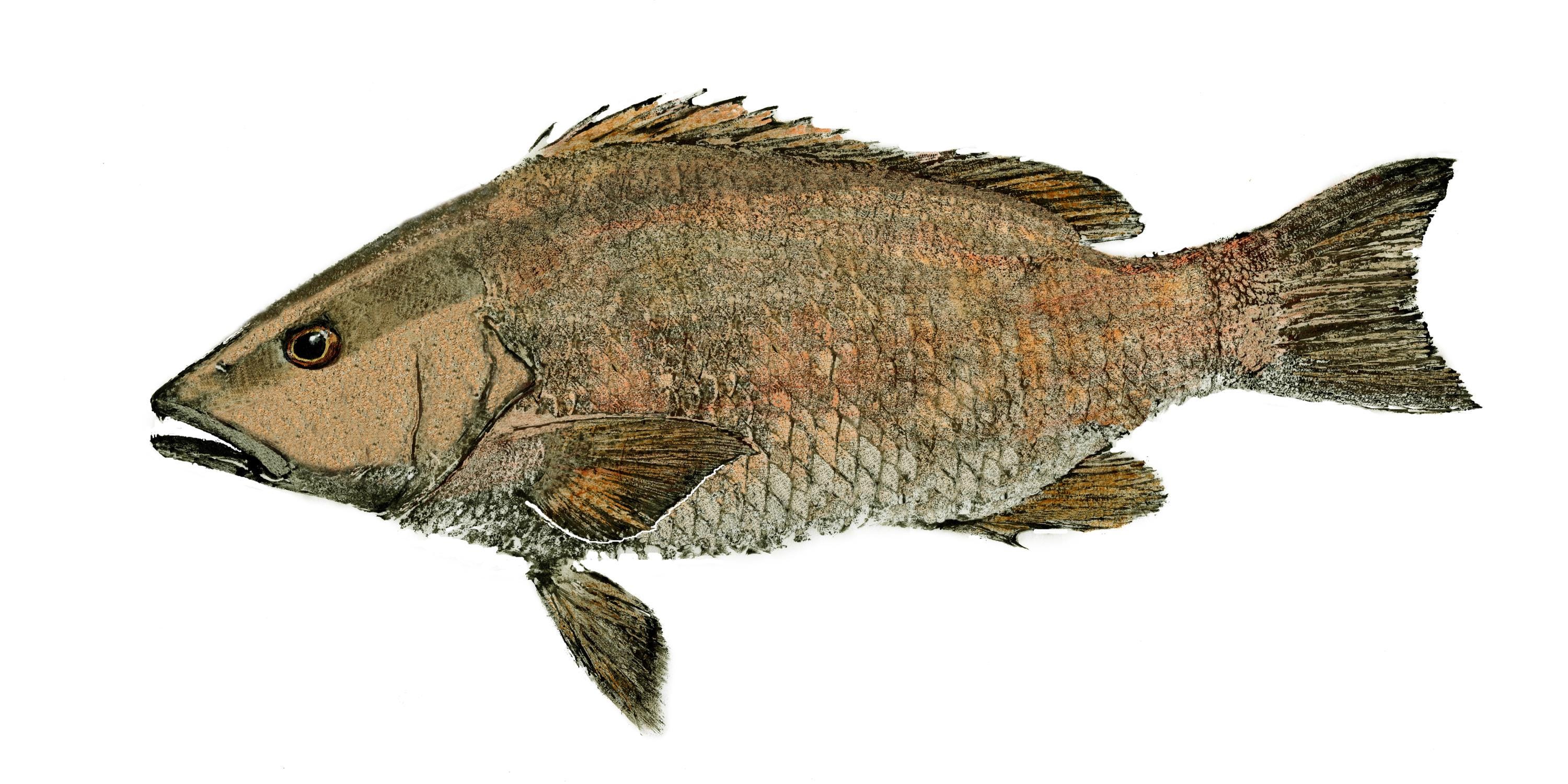 Mangrove Snapper Fish Art Print, Gyotaku Reproduction From Original ...