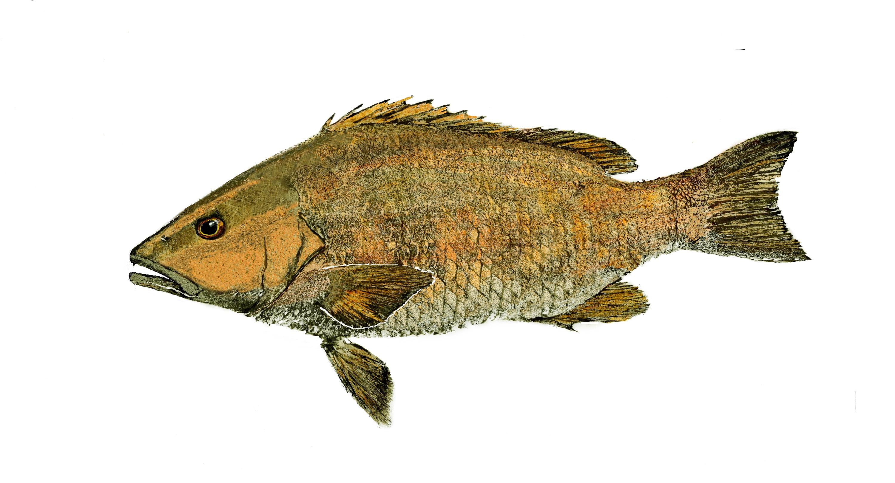 Mangrove Snapper Fish Art Print, Gyotaku Reproduction From Original ...