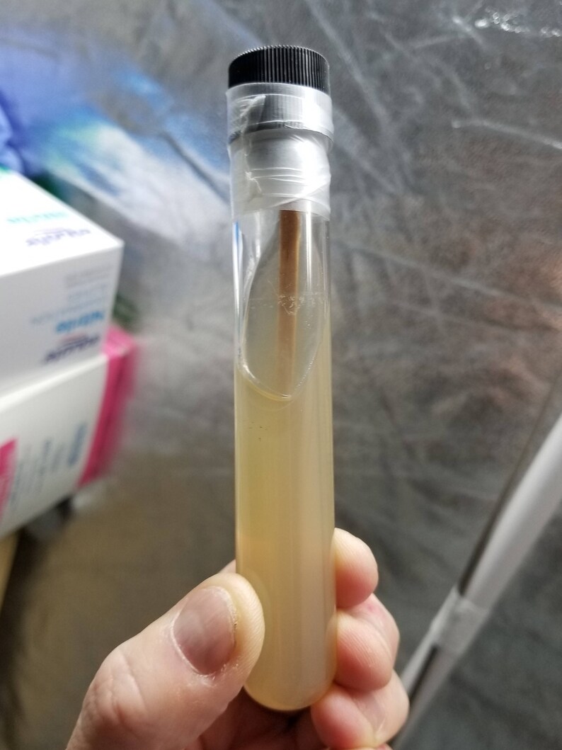 Pre-Poured MYA Malt Yeast Agar commercial Test Tube Slants | Etsy