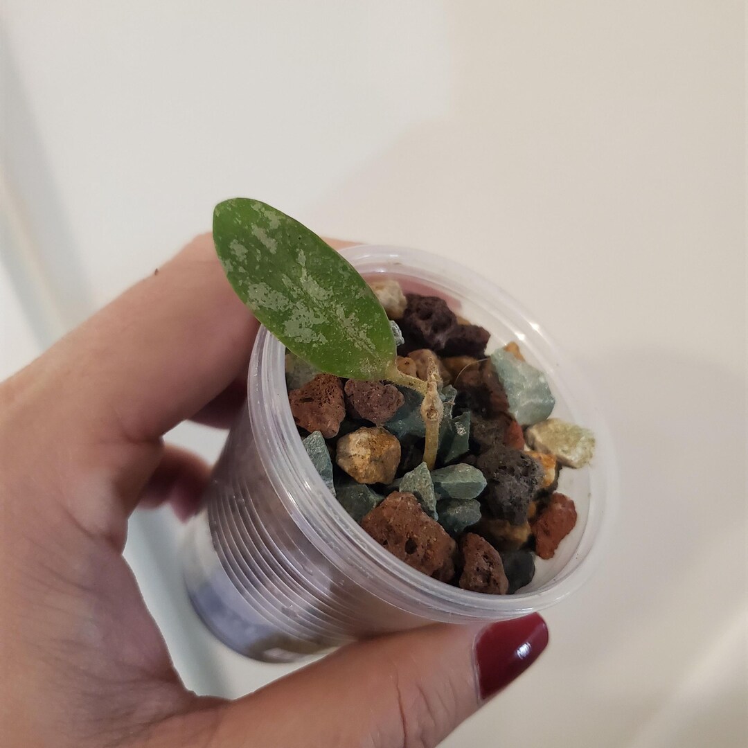Hoya Lima Silver Rooted Cutting - Etsy