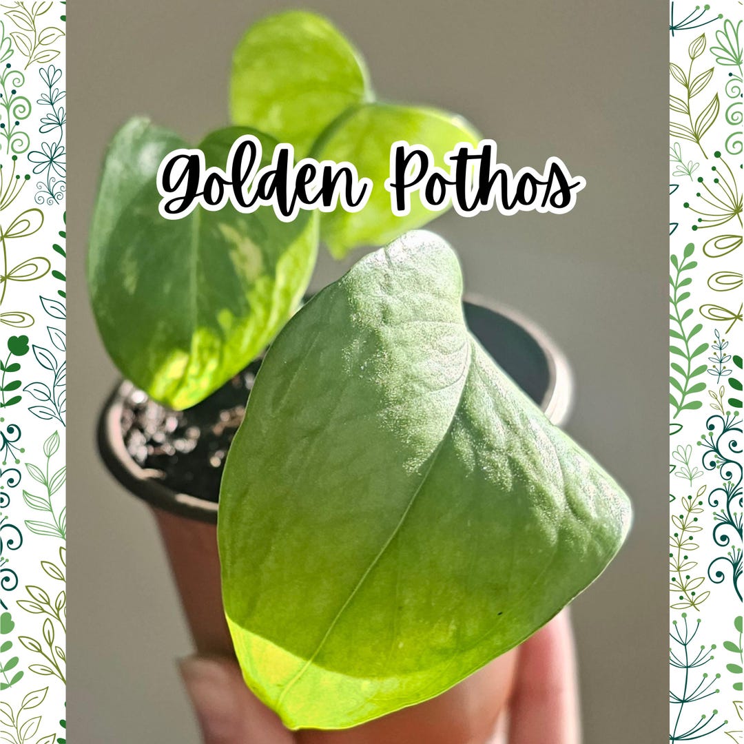 Golden Pothos Starter Plant – (epipremnum Aureum) Rooted Baby Plant ...