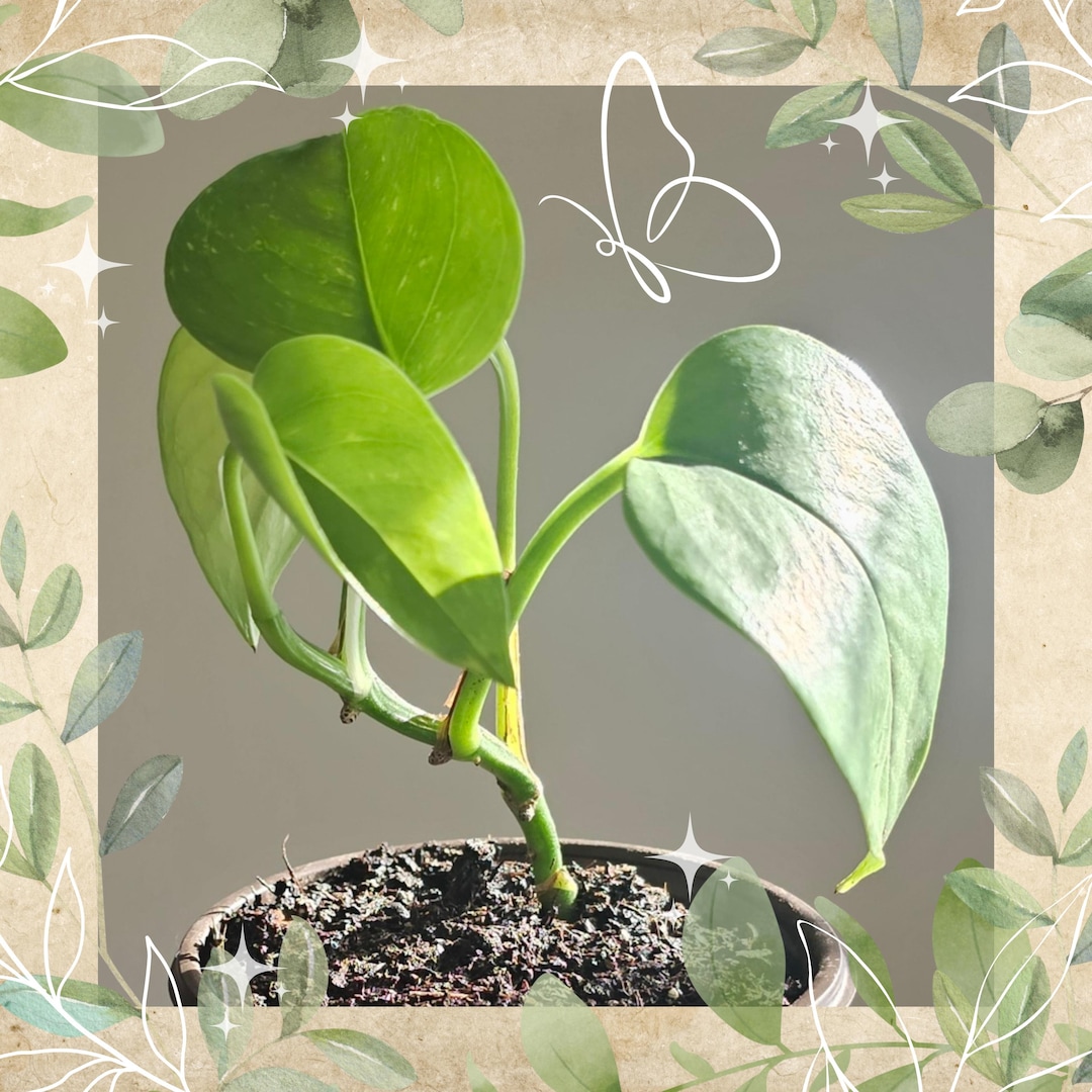 Golden Pothos (+1 Free) – Rooted Baby Plant or Cutting | Easy Care ...