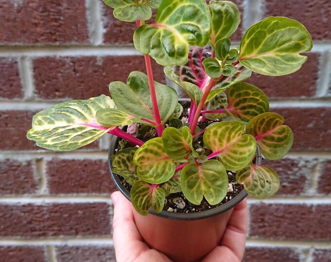 IRESINE HERBSTII BLOODLEAF | Intense Deep Purple Plant 6cm Pot ...