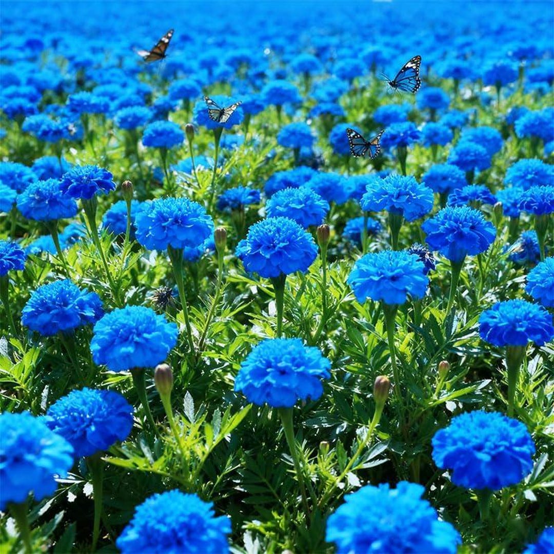 Mixed Marigold Seeds: French Heirloom Annual Flowers (300+ Count) - Etsy