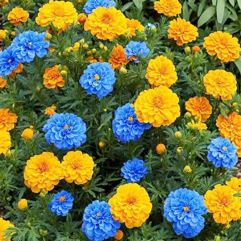 Mixed Marigold Seeds: French Heirloom Annual Flowers (300+ Count) - Etsy