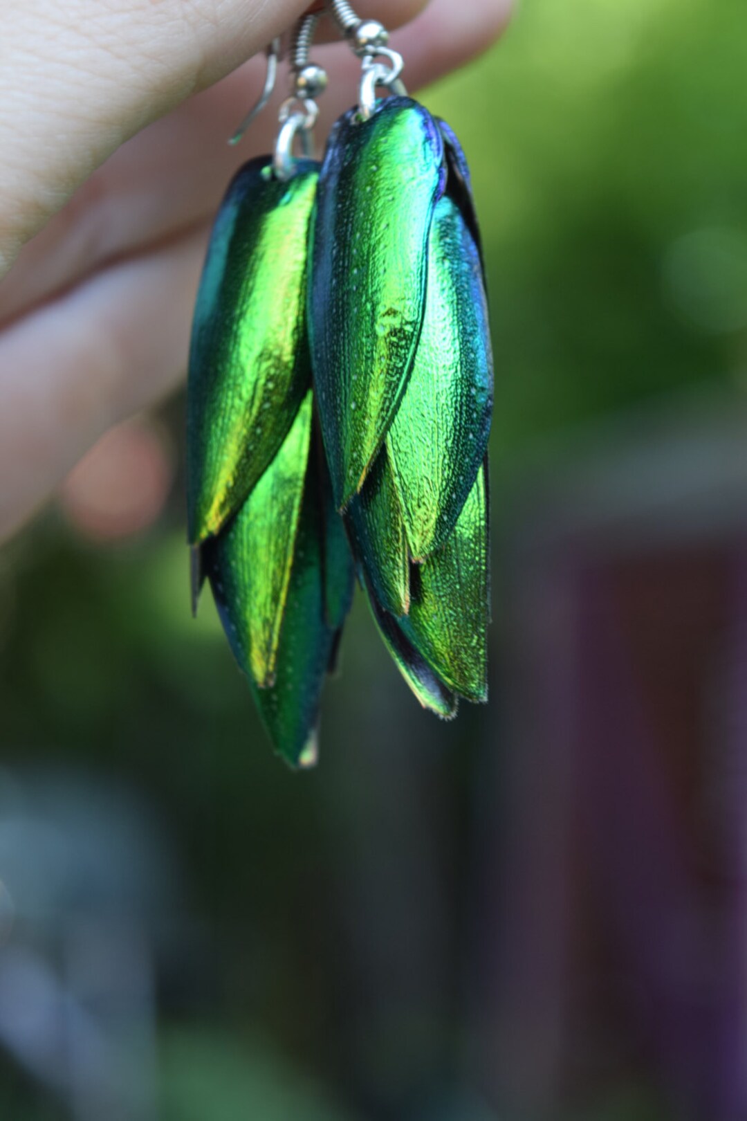 Iridescent Beetle Wing Earrings: Surgical Steel, Entomology Jewelry - Etsy