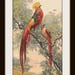Chinese Golden Pheasant - Cross Stitch Pattern, Pdf Format, Delivered ...