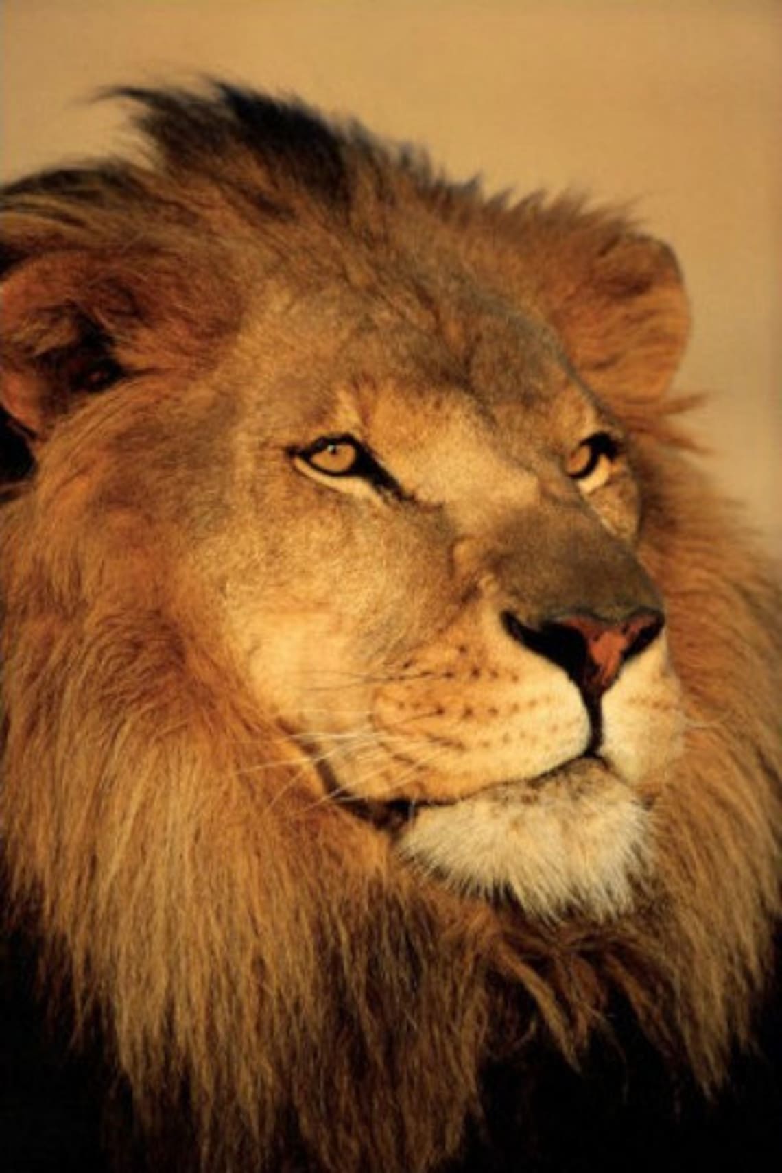 African Lion Cross Stitch Pattern Pdf Format - Etsy