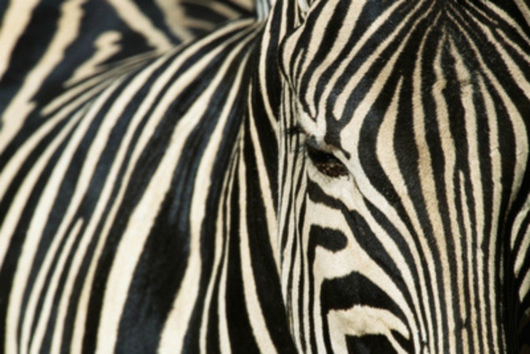 Zebra - Cross Stitch Pattern, Pdf Format, Delivered by Email, Animals ...