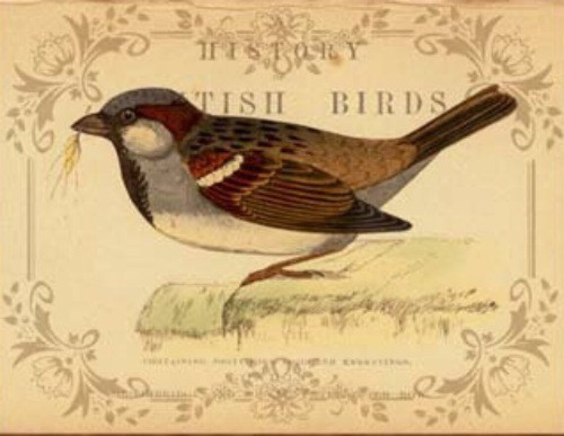 British Birds III Cross Stitch Pattern Pdf Format - Etsy