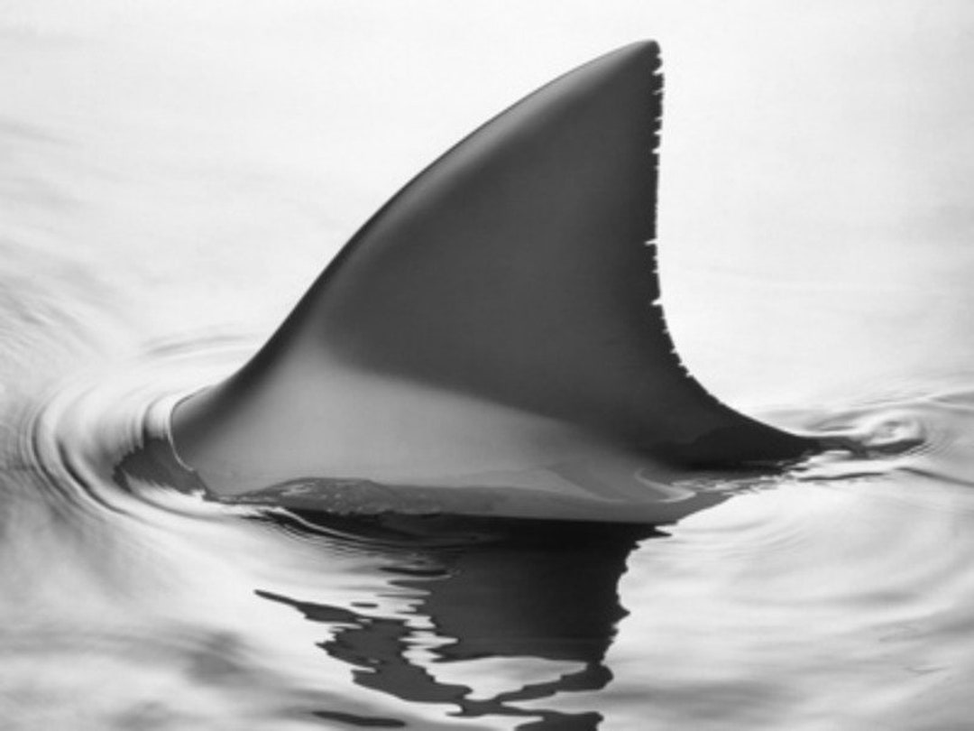 Shark Fin - Cross Stitch Pattern, Pdf Format, Delivered by Email ...