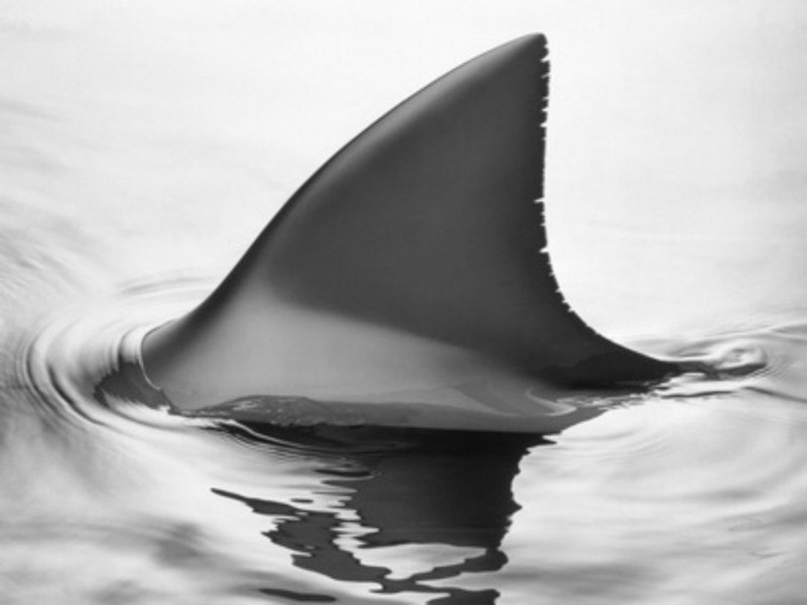 Shark Fin Cross Stitch Pattern Pdf Format - Etsy