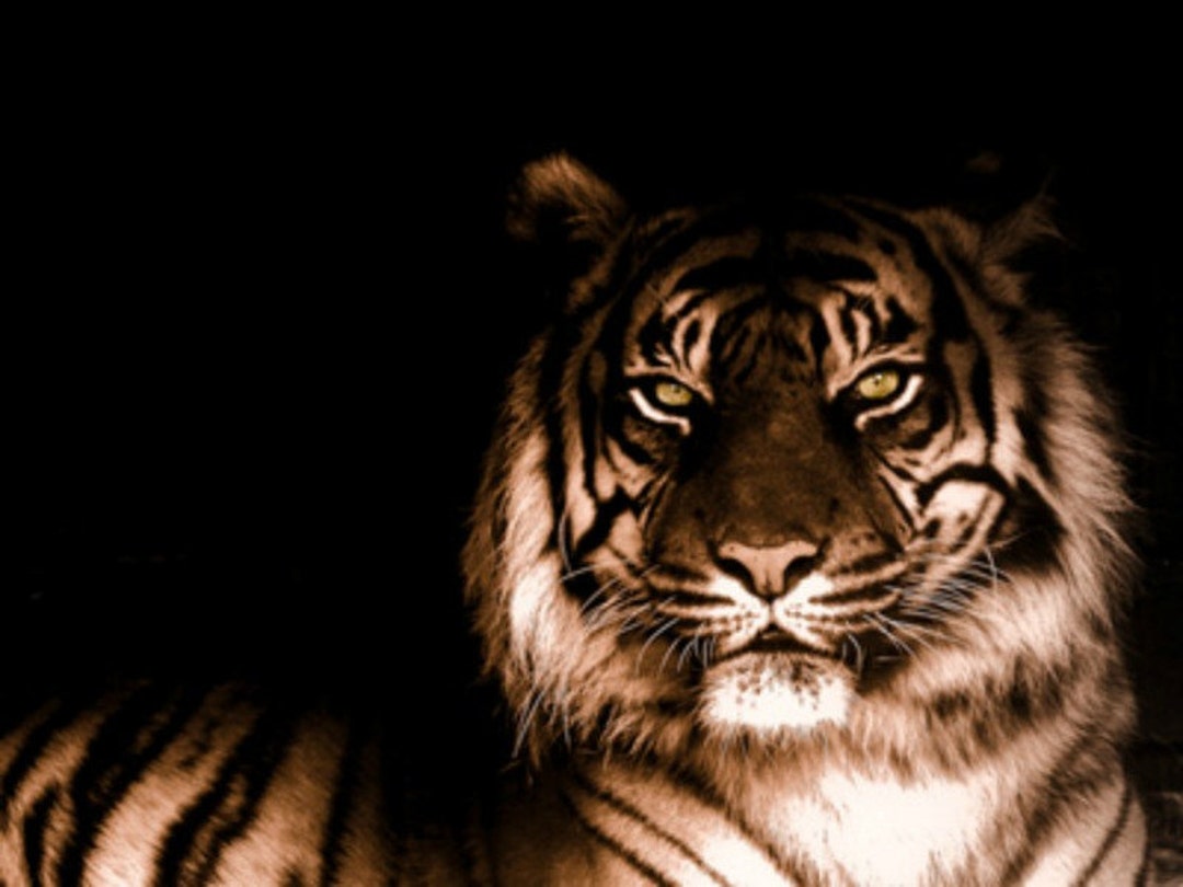 Portrait of a Tiger - Cross Stitch Pattern, Pdf Format, Delivered by ...