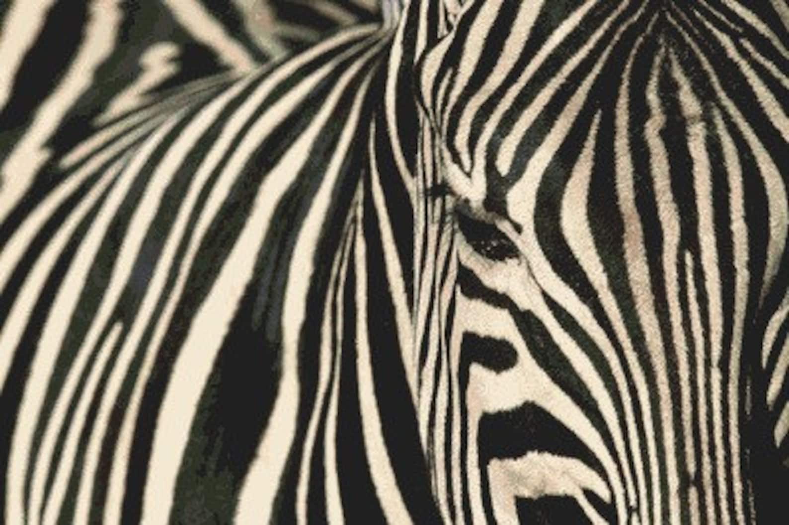 Zebra Cross Stitch Pattern Pdf Format | Etsy