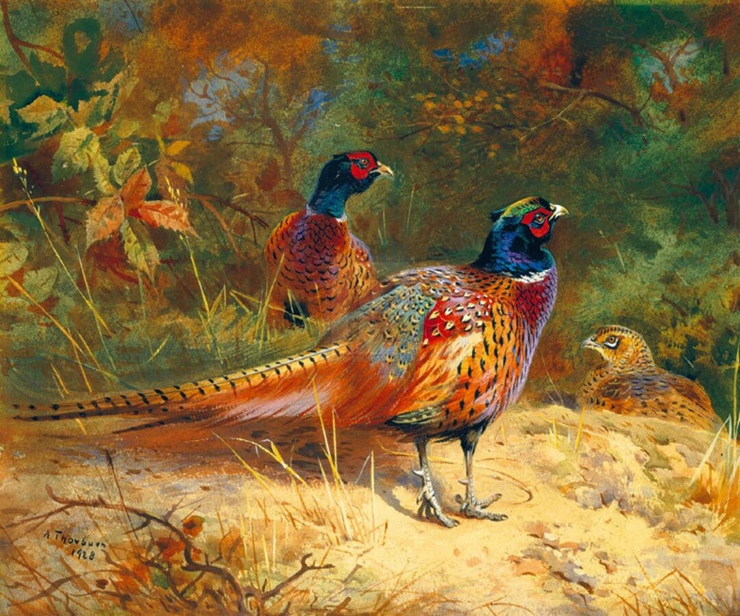 Pheasants in the Woodlands - Cross Stitch Pattern, Pdf Format ...