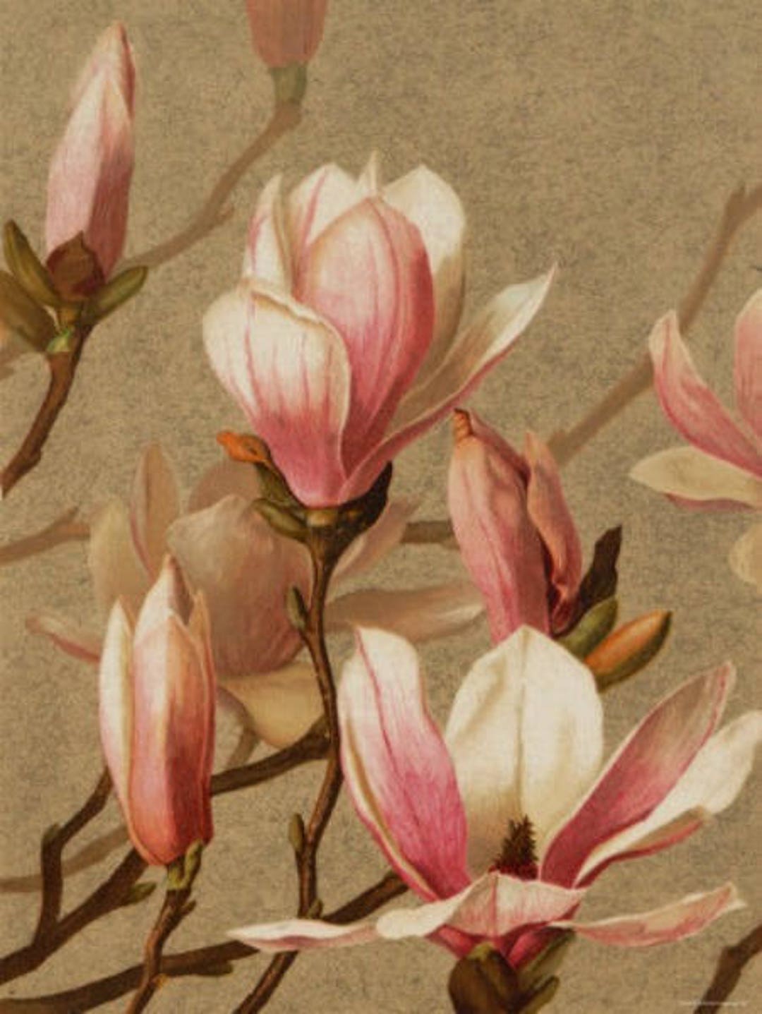 Pink Magnolia - Cross Stitch Pattern, Pdf Format, Delivered by Email ...