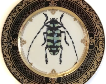 FREE Shipping-gorgeous Black and Gold Goliath Beetle Plate / Insect ...