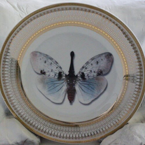 FREE Shipping-gold Porcelain Insect Plate/bug Plate or Cup and - Etsy ...