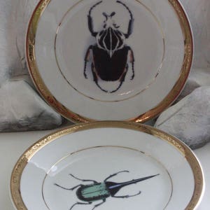 FREE Shipping-gold Porcelain Insect Plate/bug Plate or Cup and Saucer ...
