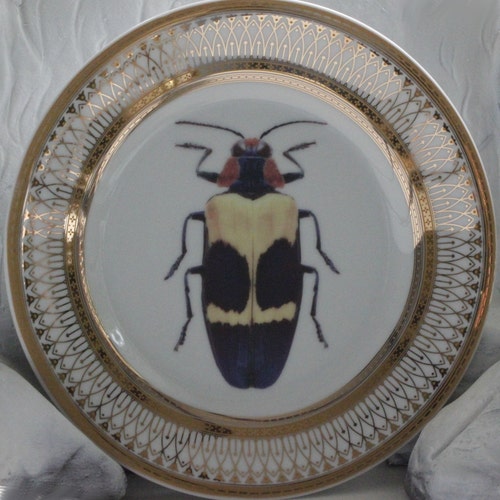FREE Shipping-gold Porcelain Insect Plate/bug Plate or Cup and - Etsy ...