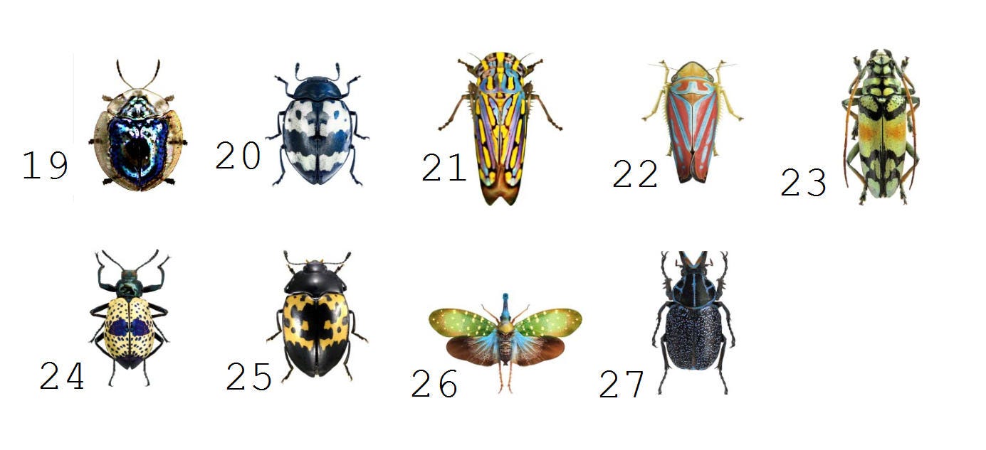 FREE Shipping-gold Porcelain Insect Plate/bug Plate or Cup and - Etsy ...