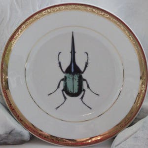 FREE Shipping-gold Porcelain Insect Plate/bug Plate or Cup and Saucer ...