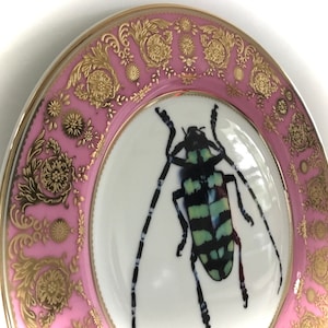 FREE Shipping-gorgeous Pink and Gold Insect Plate / Bug Plate, Various ...