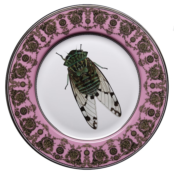 Entomology Plate - Etsy