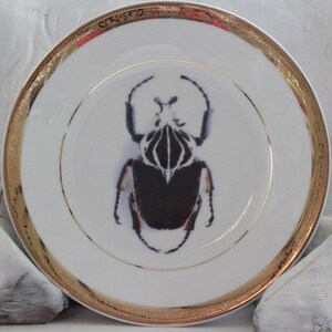 FREE Shipping-gold Porcelain Insect Plate/bug Plate or Cup and Saucer ...