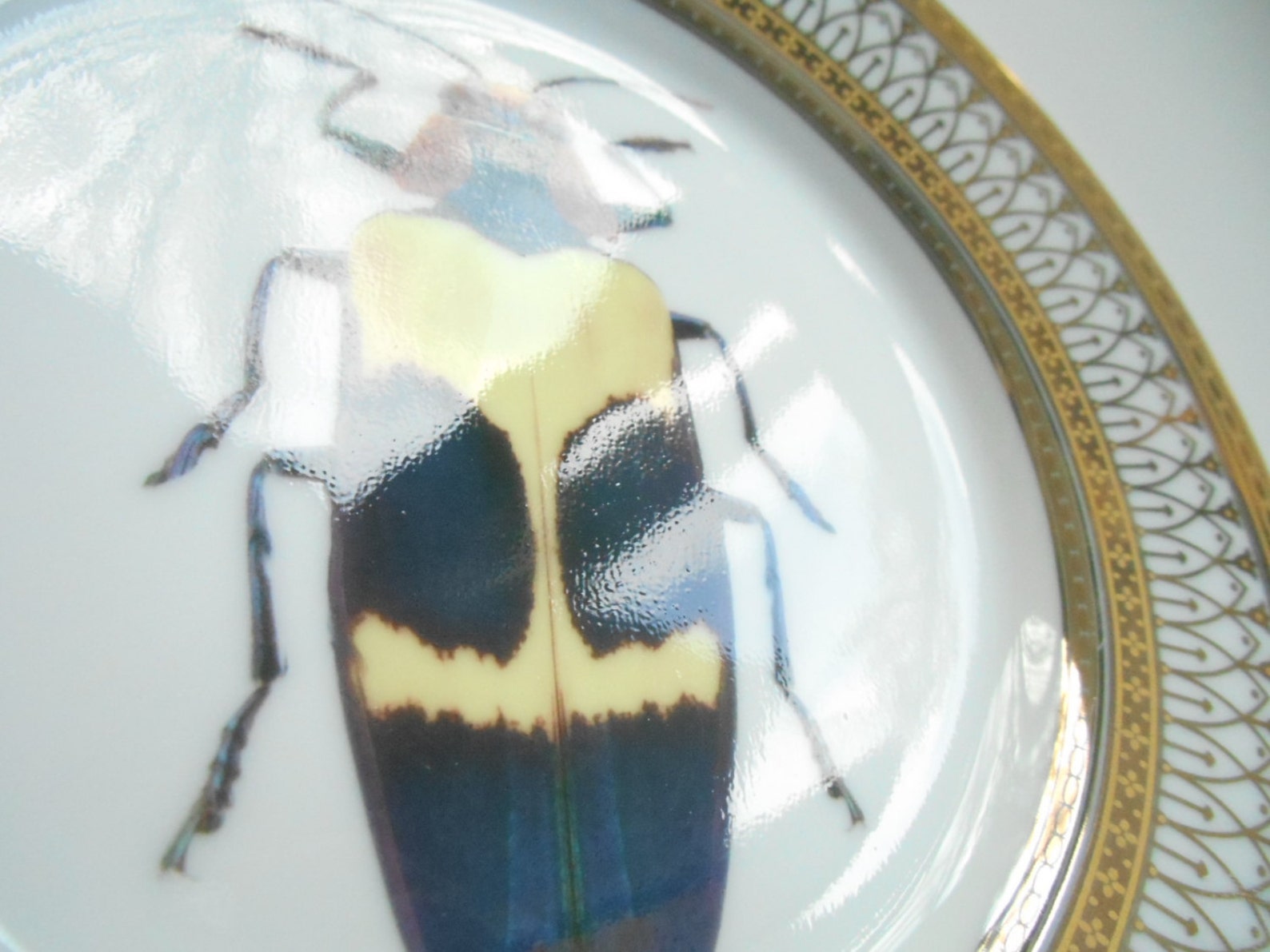 Gold Porcelain Bug Plate Insect Plate Bug Dish Insect Dish - Etsy