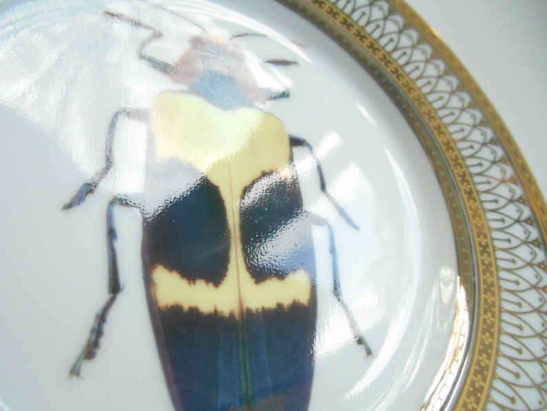 Gold Porcelain Bug Plate Insect Plate Bug Dish Insect Dish - Etsy
