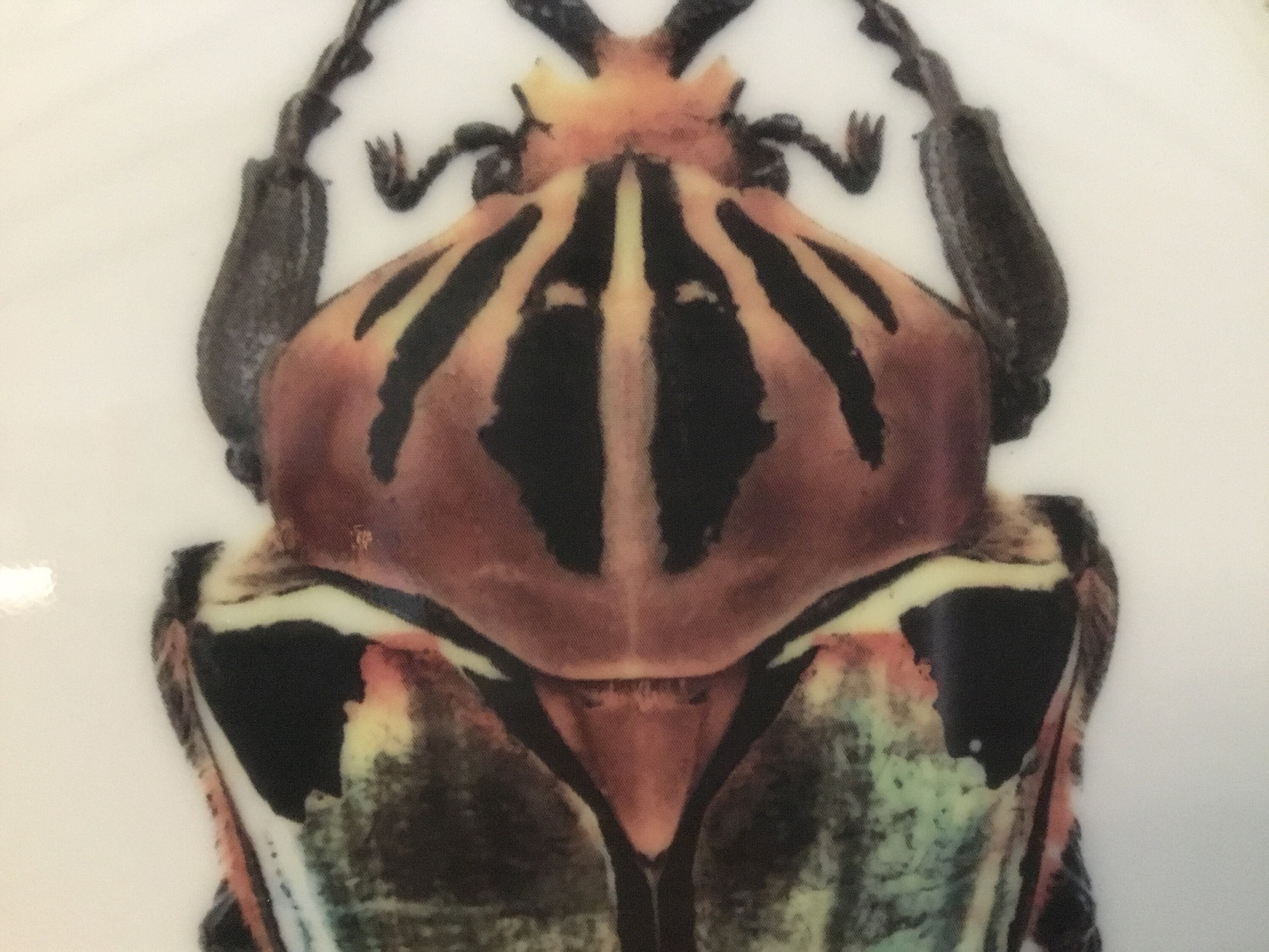 FREE Shipping-gorgeous Black and Gold Goliath Beetle Plate / Insect ...