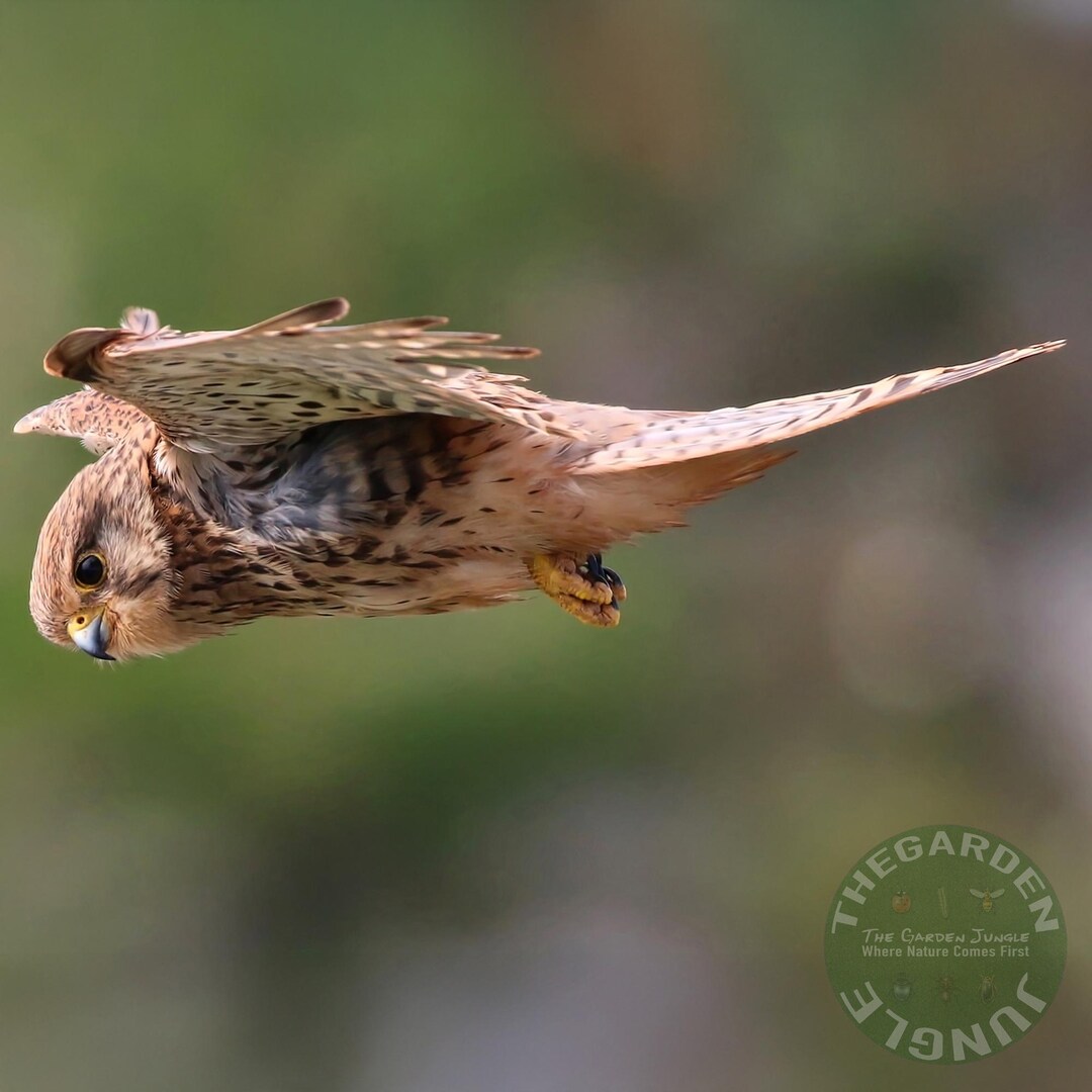 Kestrel High Resolution Digital Print – British Bird Wall Art for ...