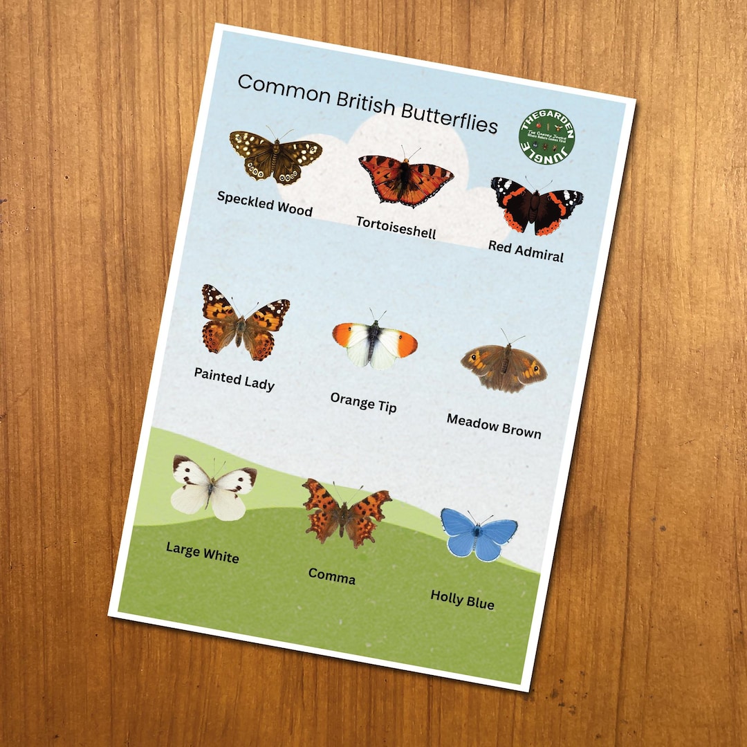 British Garden Butterflies Identification Guide: UK Wildlife Poster ...