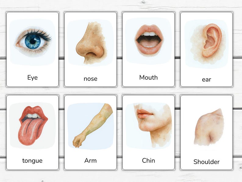 Body Parts Flashcards Human Anatomy Learning Printable Classroom ...