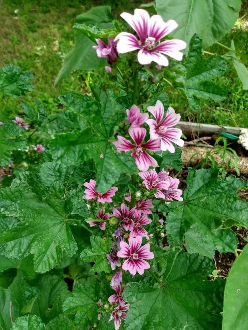 Pink Marsh Mallow - Malva Sylvestris 'zebrina' - Common Marshmallow ...