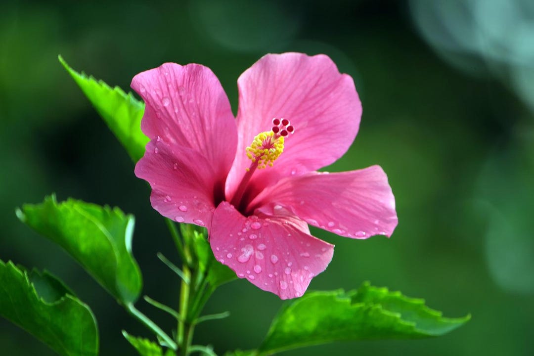 NATIVE! Dark Pink Swamp Rose Mallow Hardy Hibiscus Seeds - Etsy