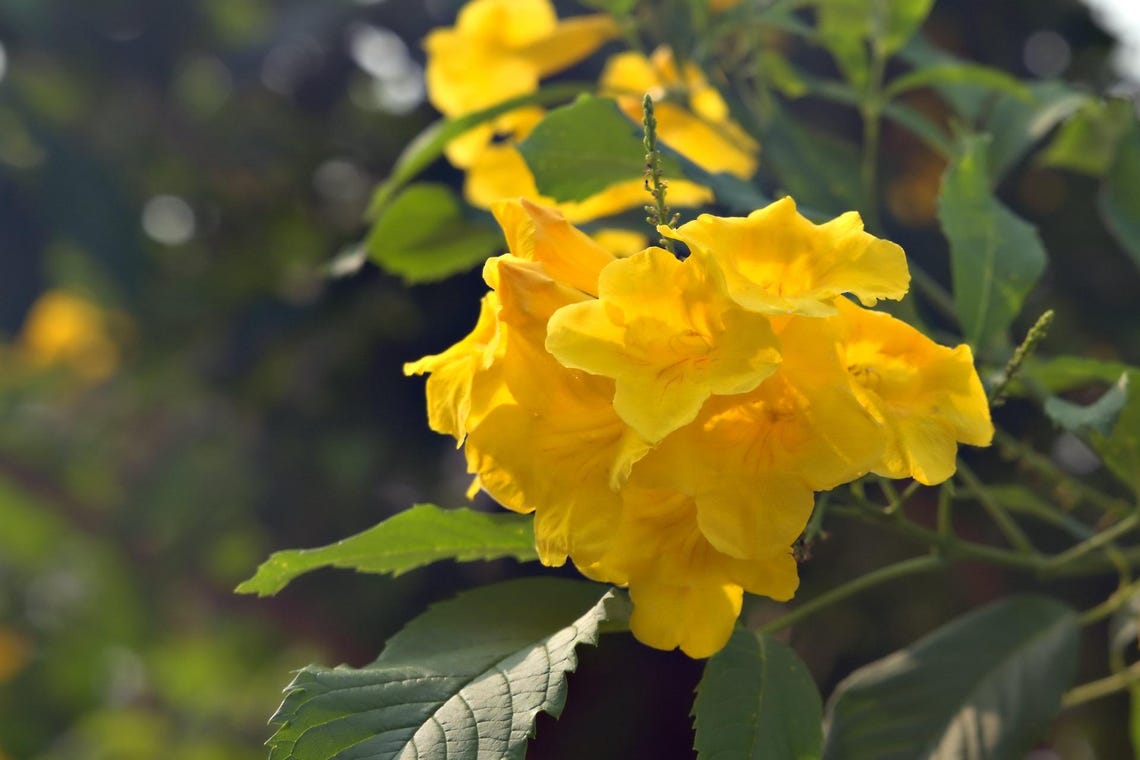 NATIVE! Yellow Bells Esperanza Bush Seeds - Yellow Trumpet Flower ...
