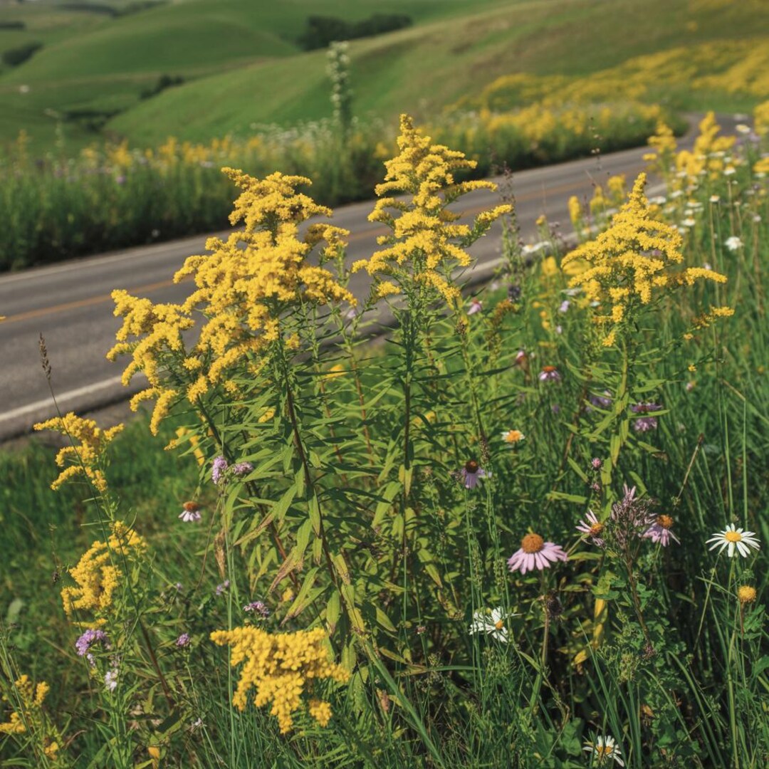 Native! Grey Goldenrod - Pollinator Favorite - Autumn Garden - Gray ...
