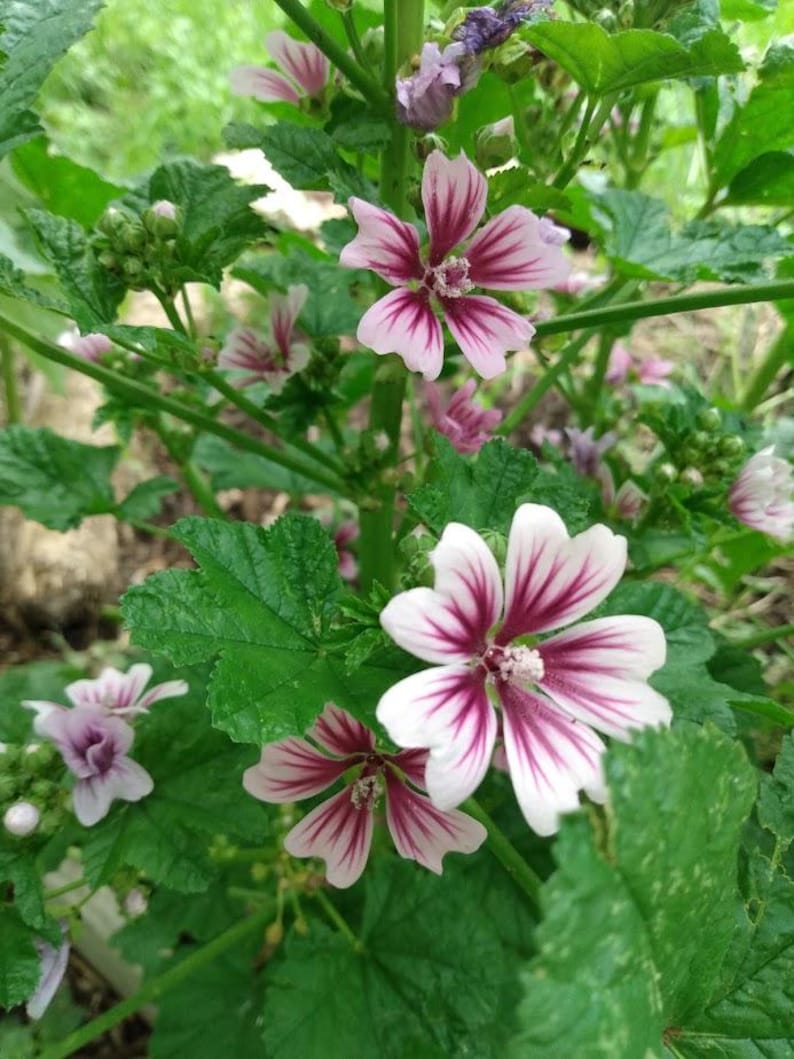 Pink Marsh Mallow - Malva Sylvestris 'zebrina' - Common Marshmallow ...