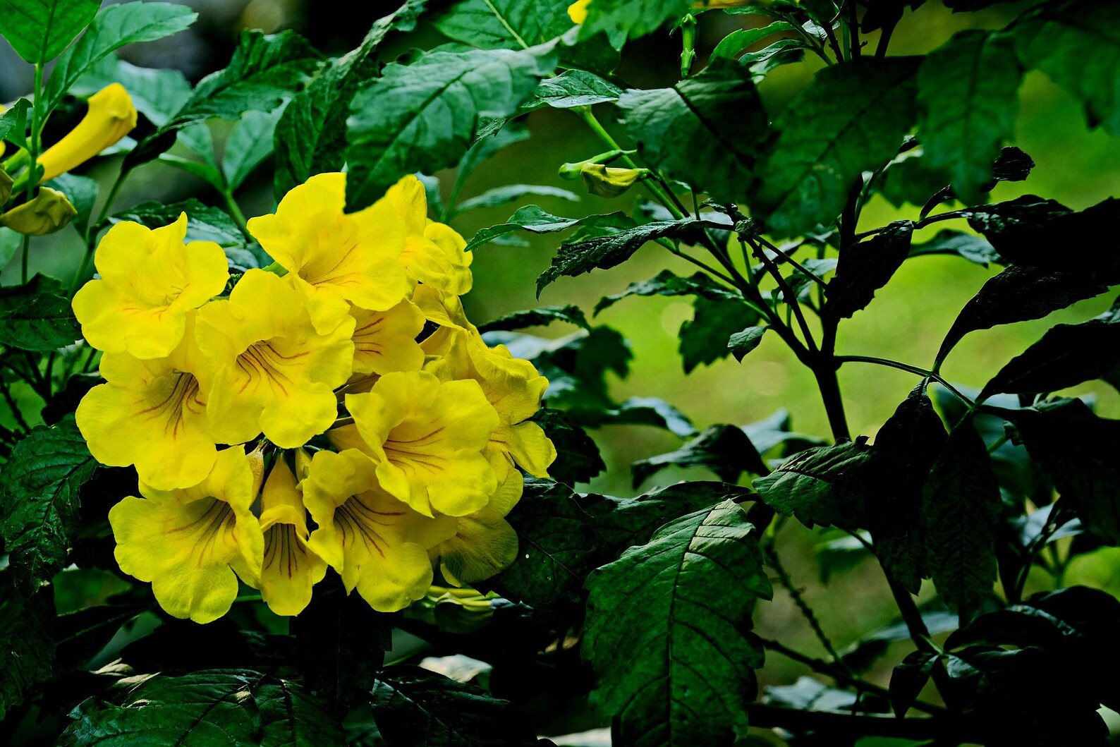 NATIVE! Yellow Bells Esperanza Bush Seeds - Yellow Trumpet Flower ...