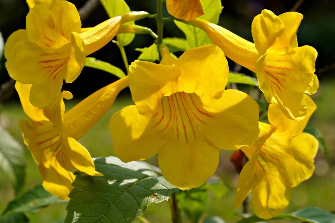 NATIVE! Yellow Bells Esperanza Bush Seeds - Yellow Trumpet Flower ...