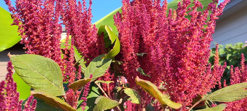 NATIVE! Giant Red Garnet Amaranth - Edible - Decorative - Stunning Red ...