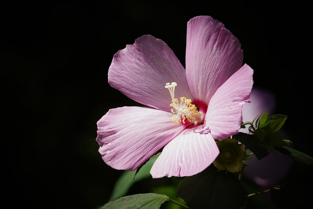 NATIVE! Light Pink Swamp Rose Mallow Hardy Hibiscus Perennial Pink ...
