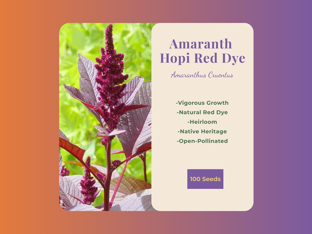 Amaranth Hopi Red Dye (100 Seeds) Amaranthus Cruentus - Etsy