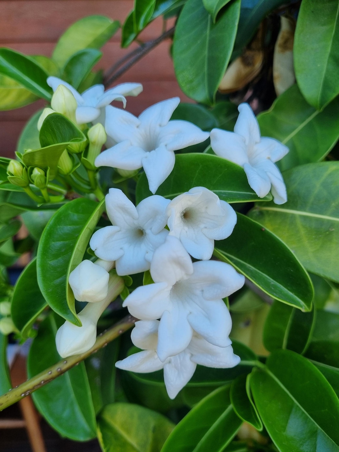 Stephanotis Floribunda Seeds • Madagascar Jasmine Vine, Wedding Flower ...