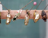 Items similar to Metallic wings butterfly chrysalis nature photography ...