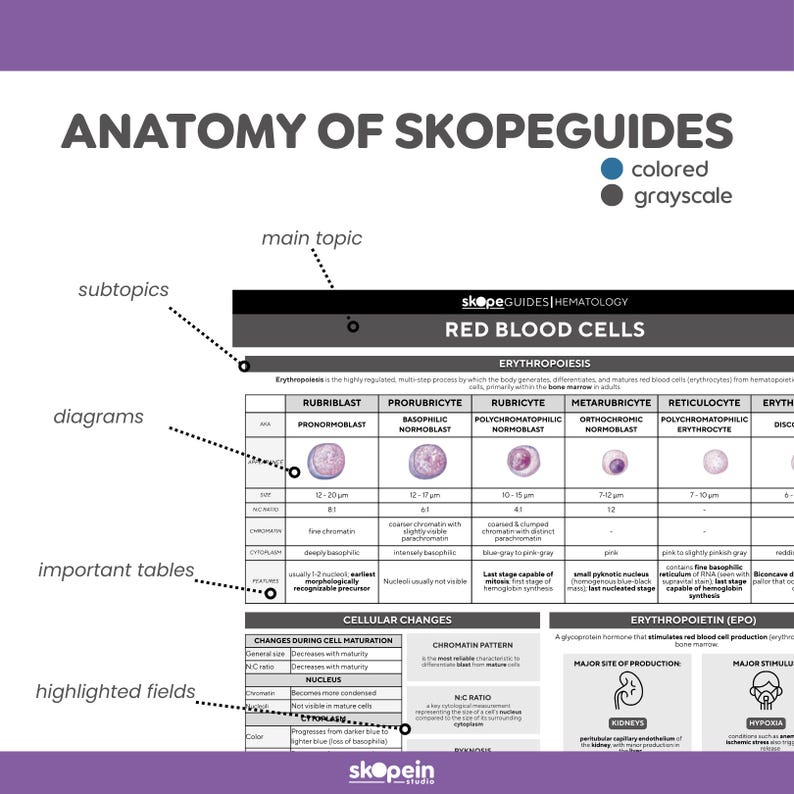 Red Blood Cells Hematology Quick Reference Guide: MLS MLT ASCP Exam ...