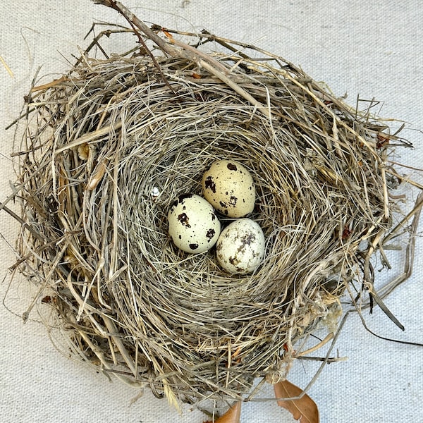 Real Birds Nest - Etsy